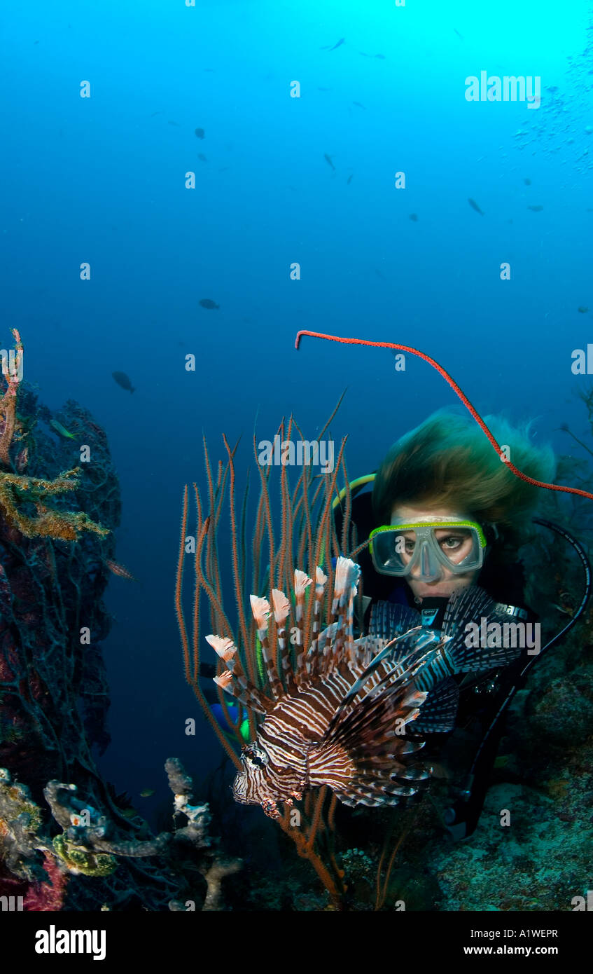 A FEMALE SCUBA DIVER OBSERVES A COMMON LIONFISH PTEROIS VOLITANS Stock ...