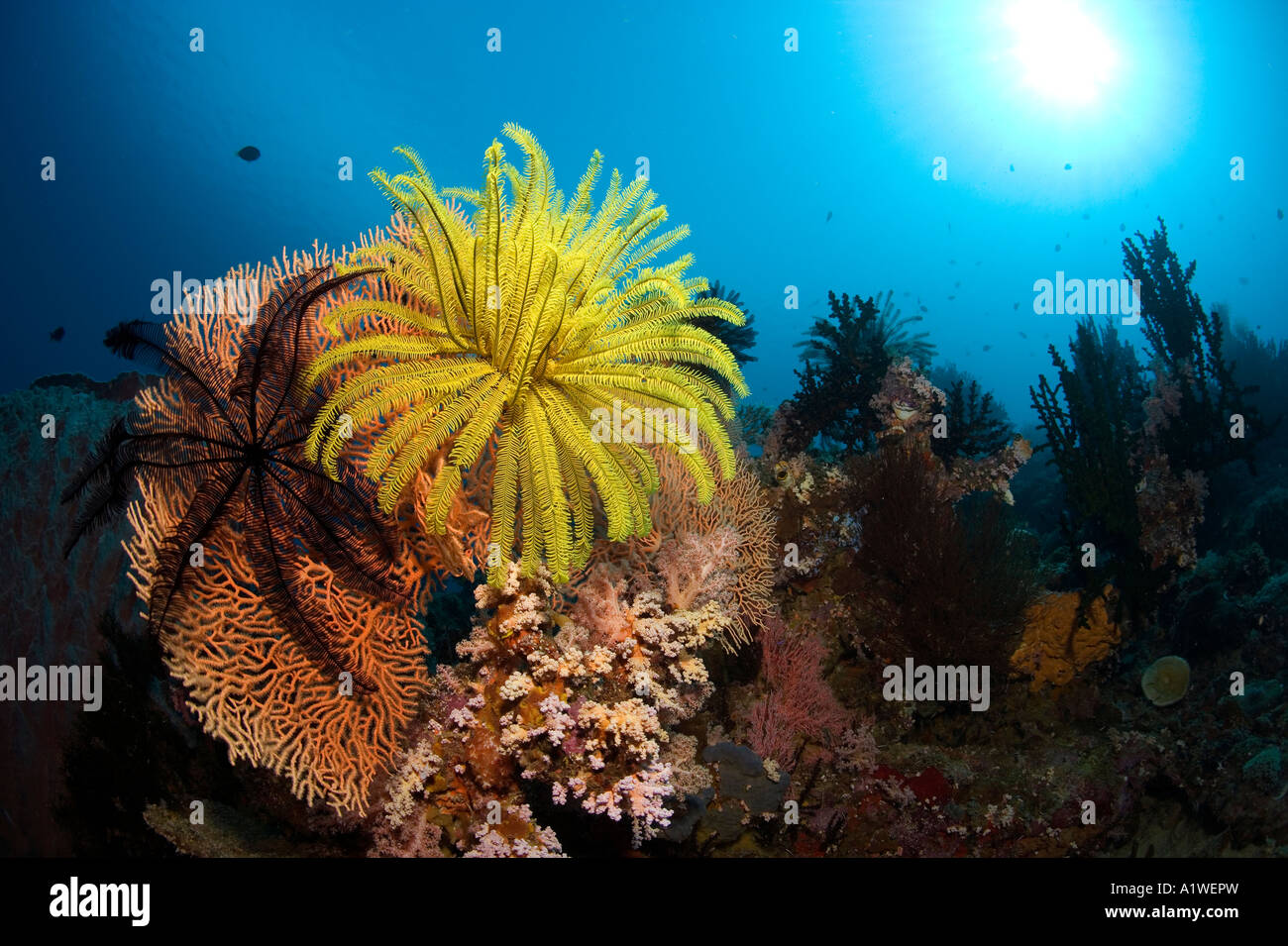 Crinoidea crinoids hi-res stock photography and images - Alamy