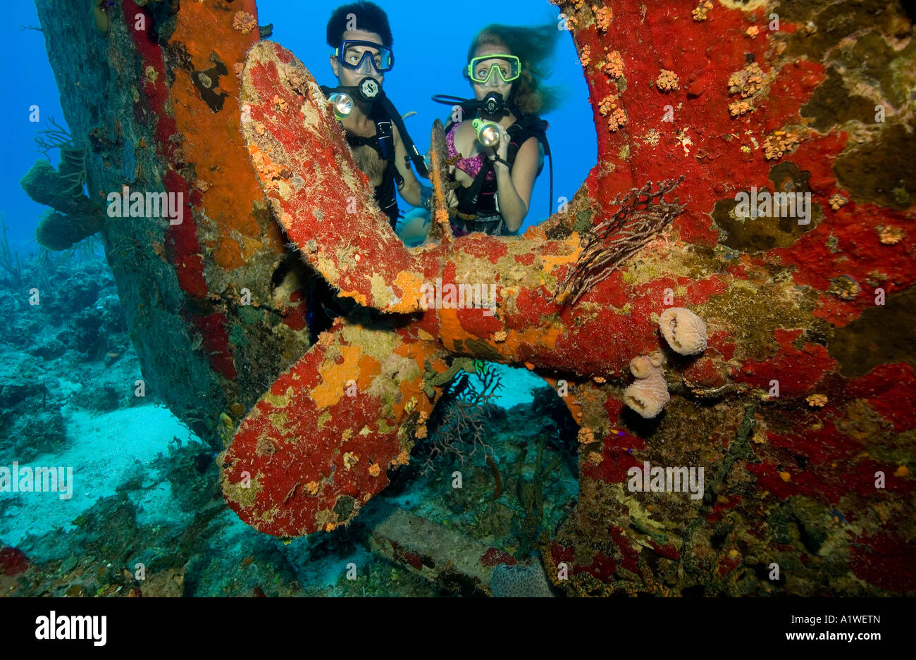 DIVERS ILLUMINATE THE VIVID COLORS OF ENCRUSTING SPONGE GROWTH ON ...