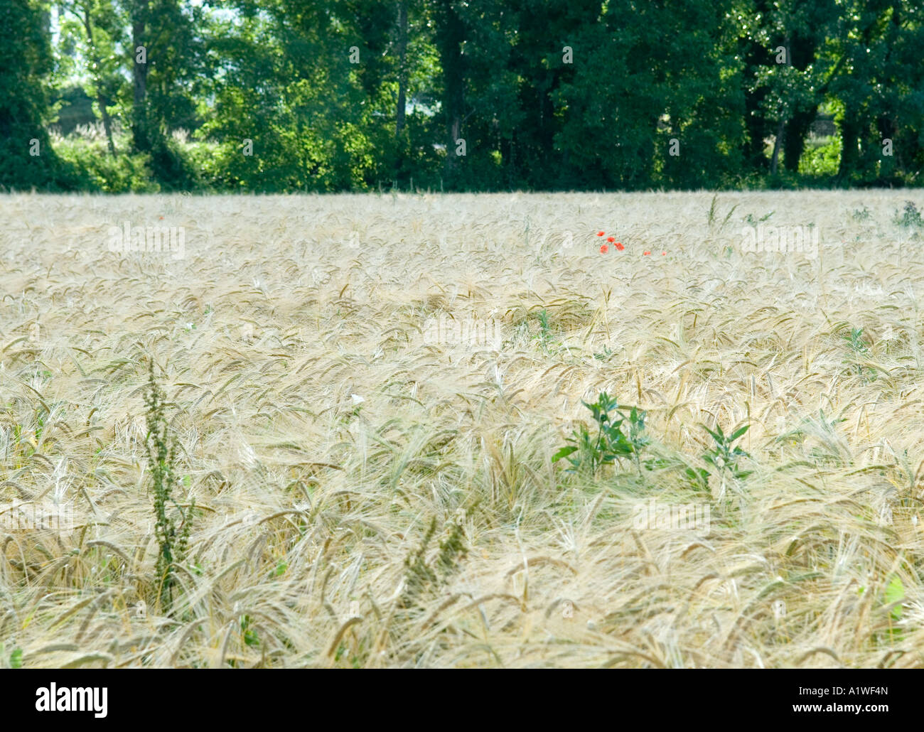 Wwi poppy field hi-res stock photography and images - Alamy