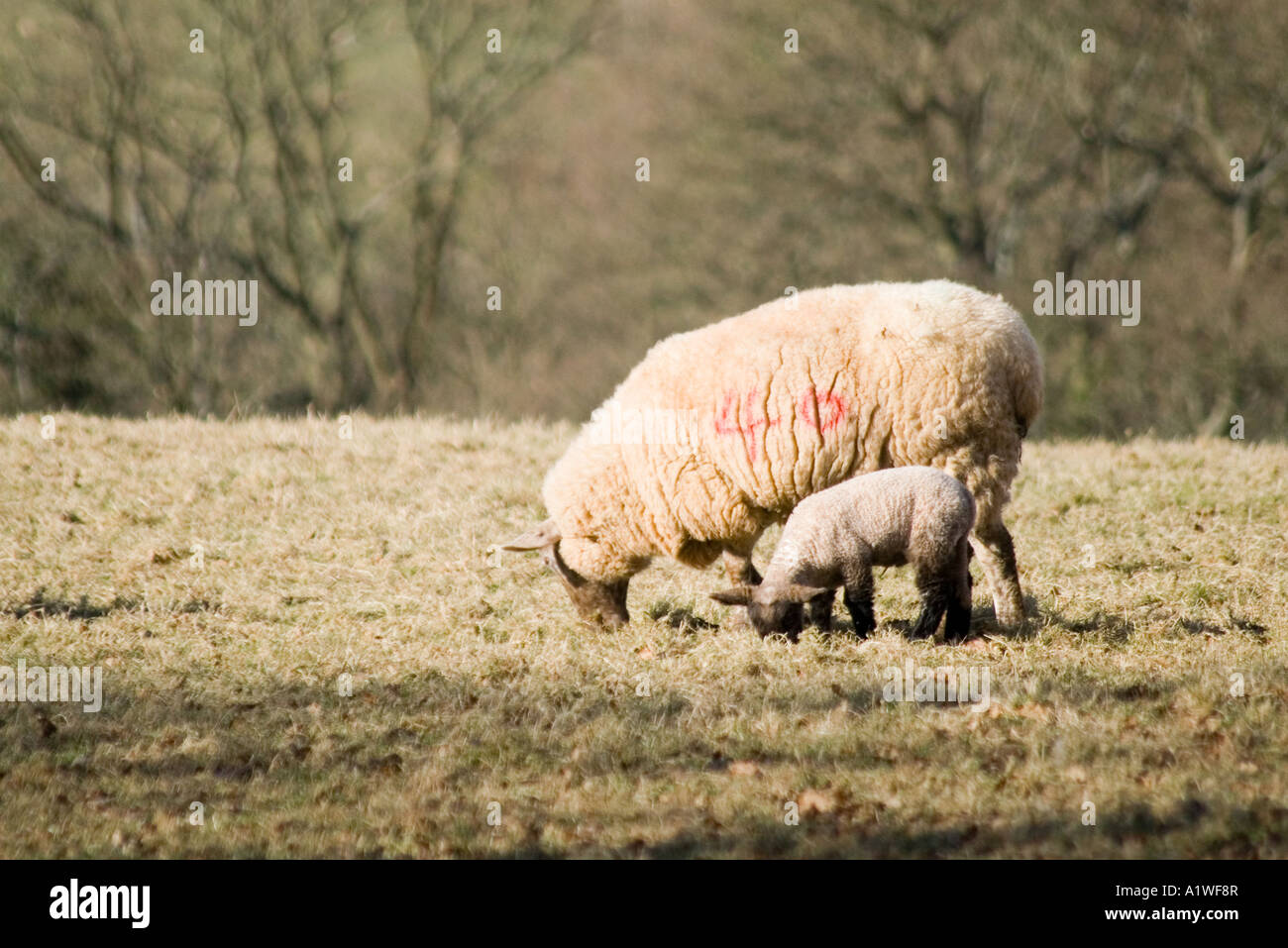 Sheep and spring lambs Stock Photo - Alamy