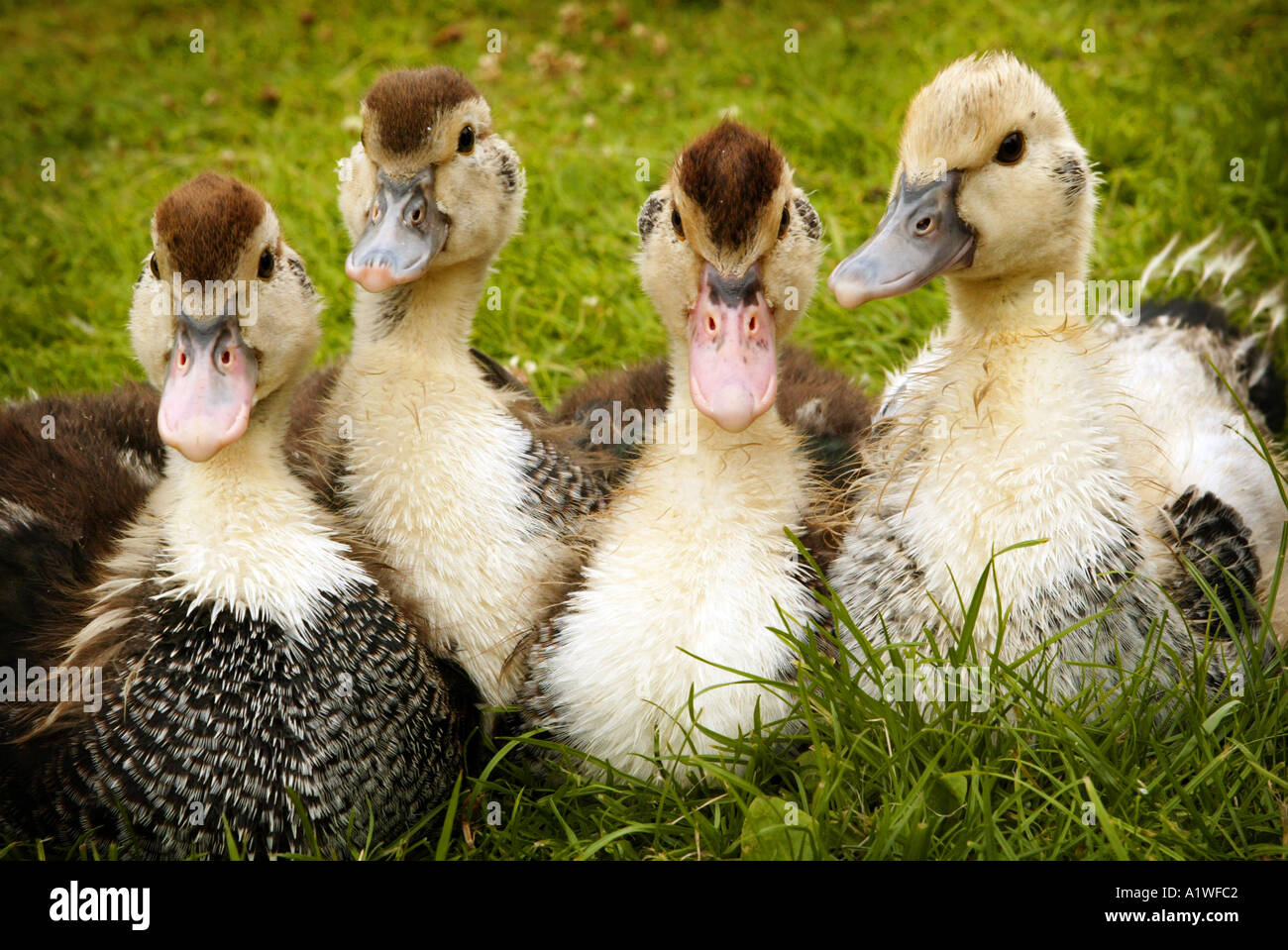 Four young ducklings sitting close together in the grass Stock Photo ...