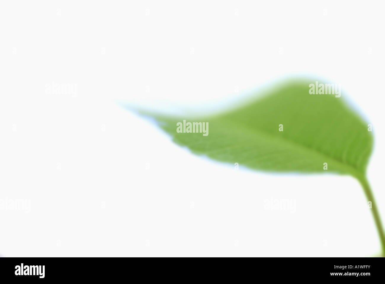 Graphic horizontal images of a green leaf Stock Photo - Alamy