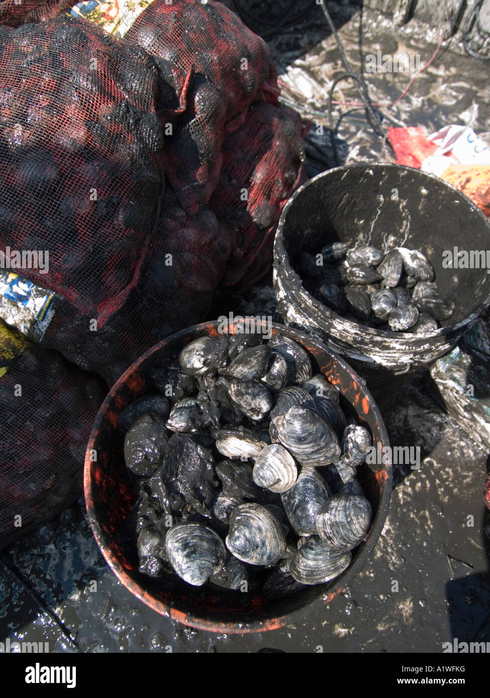 Quahogs hi-res stock photography and images - Alamy