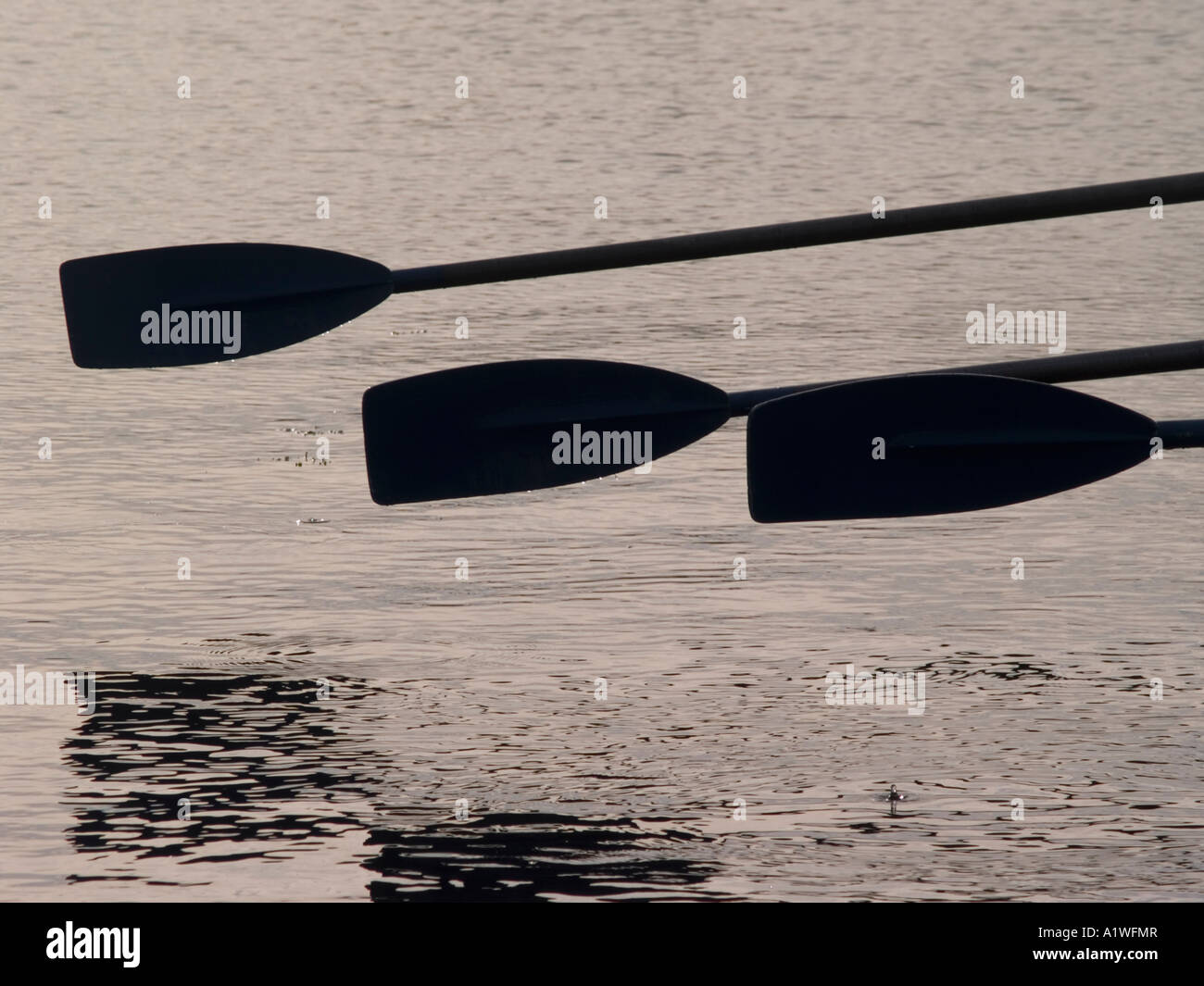 Oars in use at recreational boat club Stock Photo - Alamy