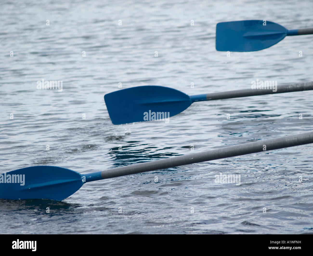 Oars in use at recreational boat club Stock Photo - Alamy