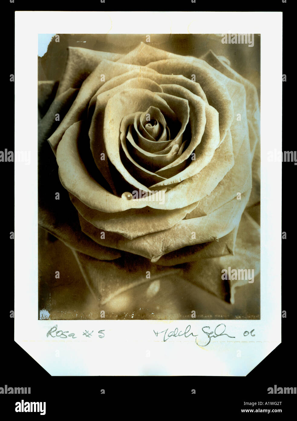 Alone rose hi-res stock photography and images - Alamy