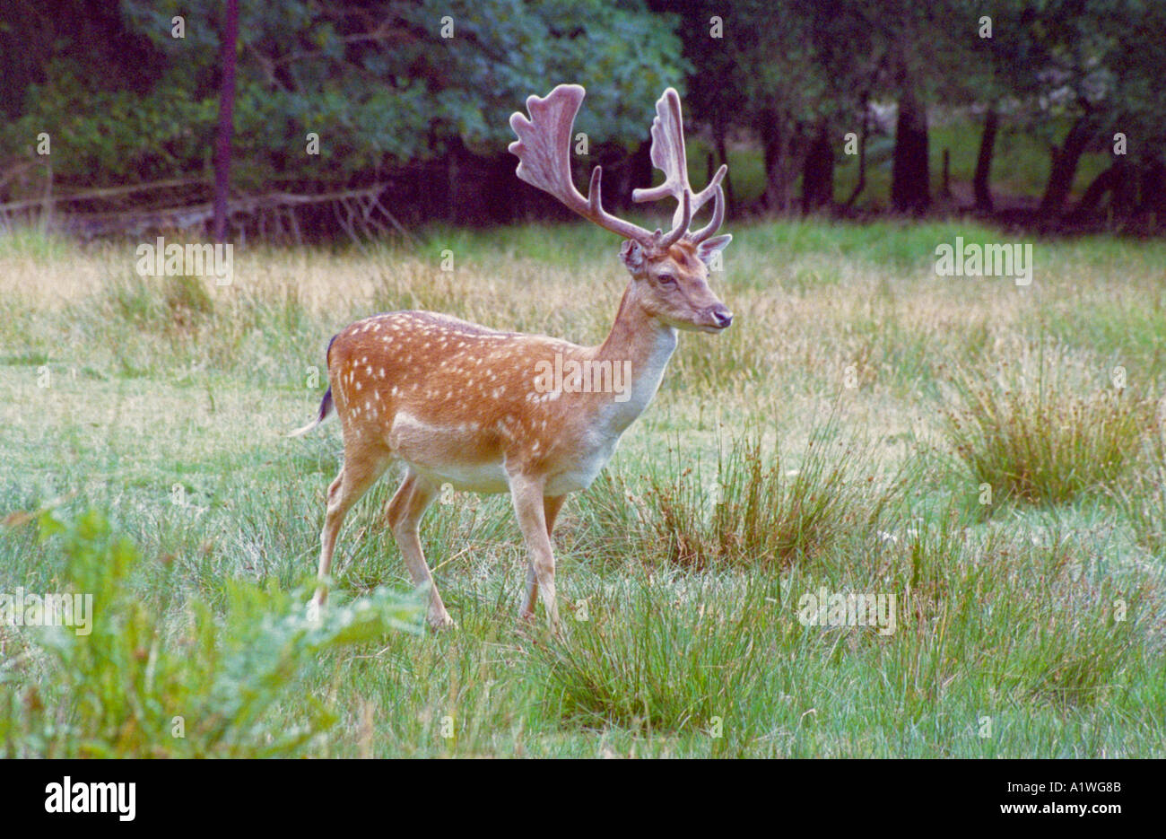 White deer roam hi-res stock photography and images - Alamy