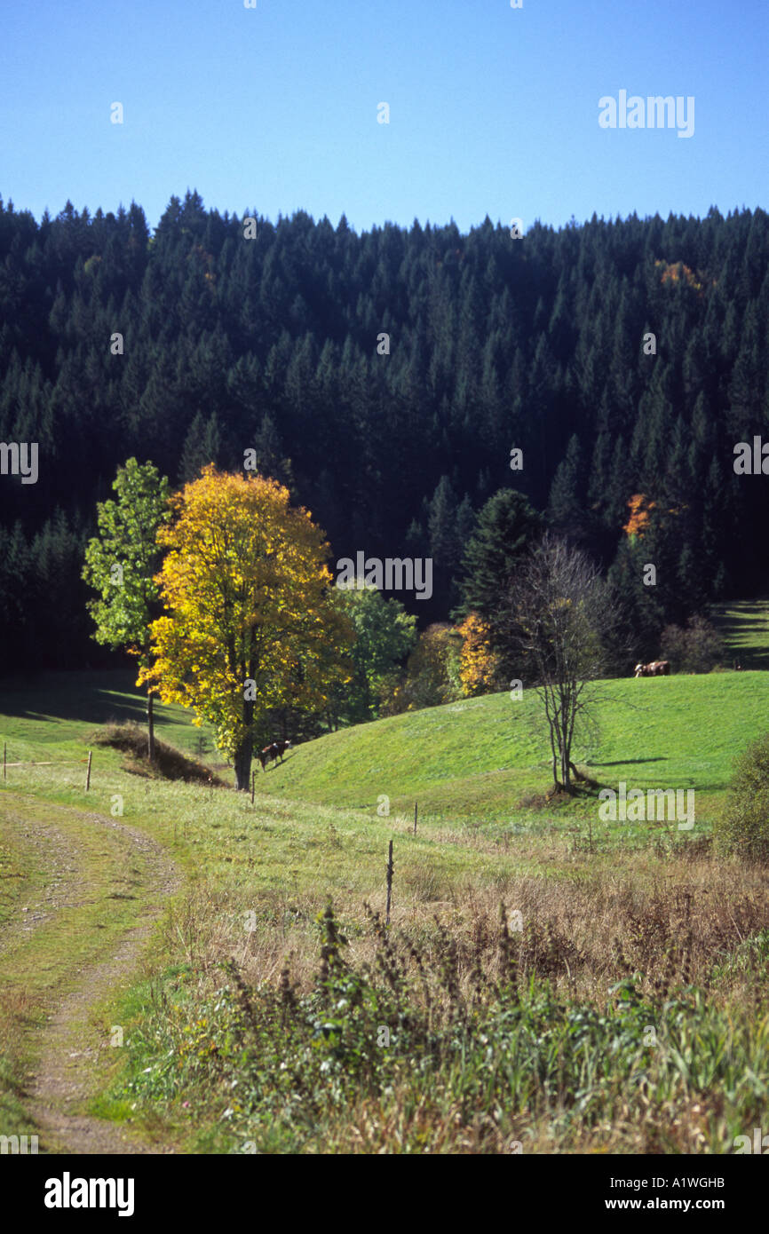 Schwartzwald hi-res stock photography and images - Alamy