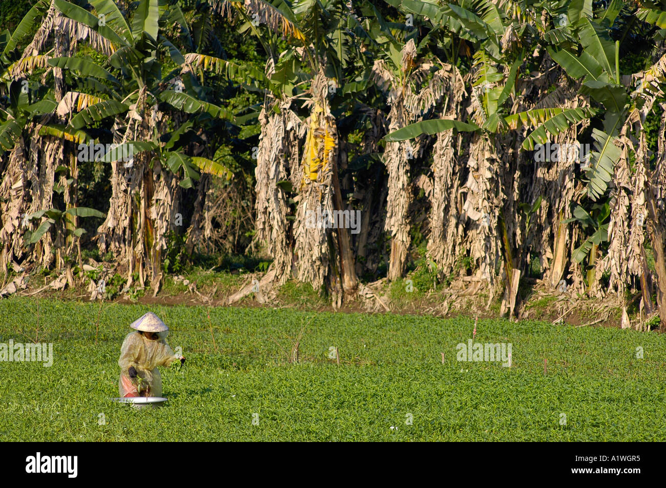 Worker laboring in rice field in Hoi An, Vietnam, Southeast Asia Stock ...