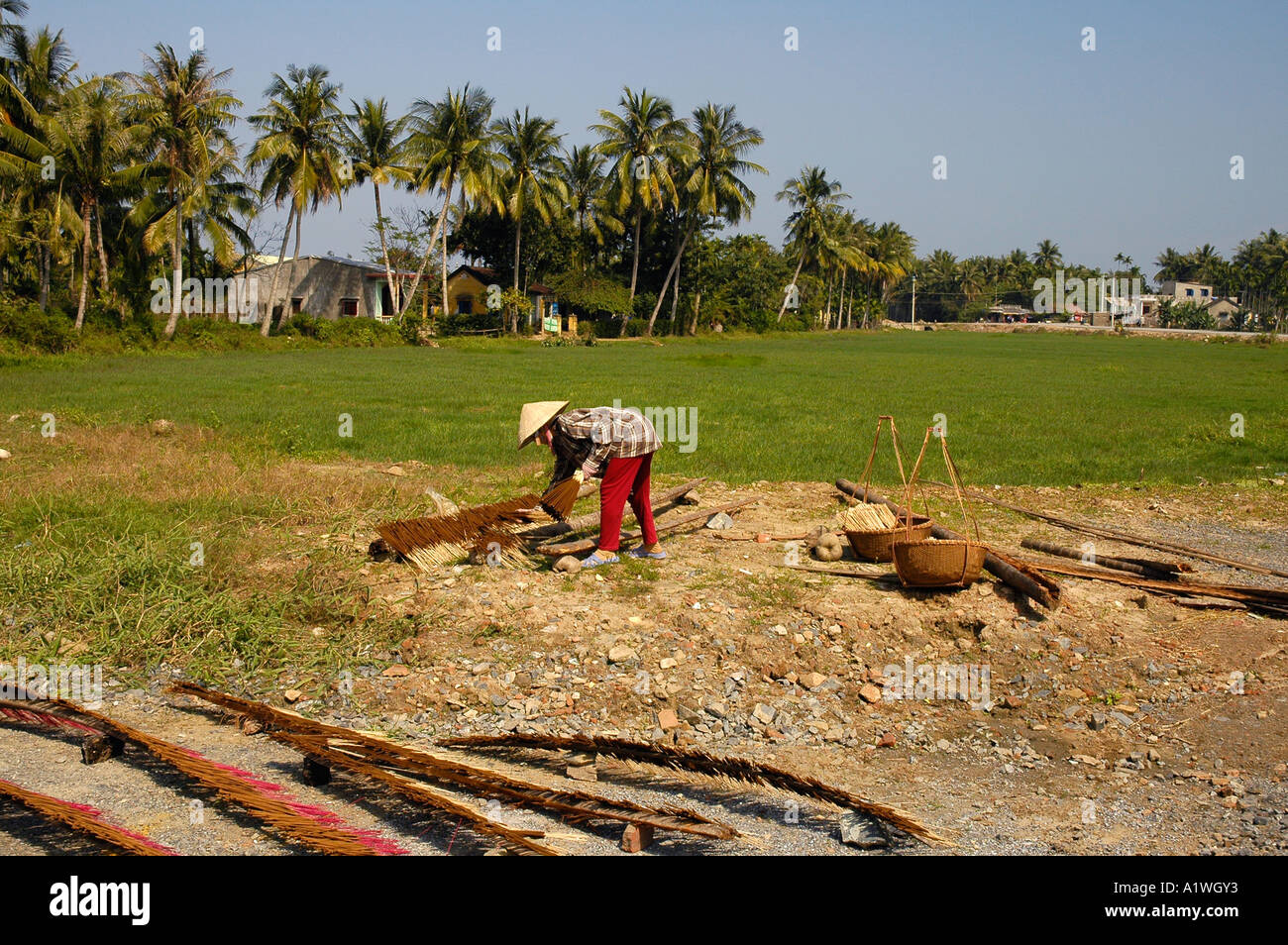 Worker drying stick incense burners with rice field in background close ...