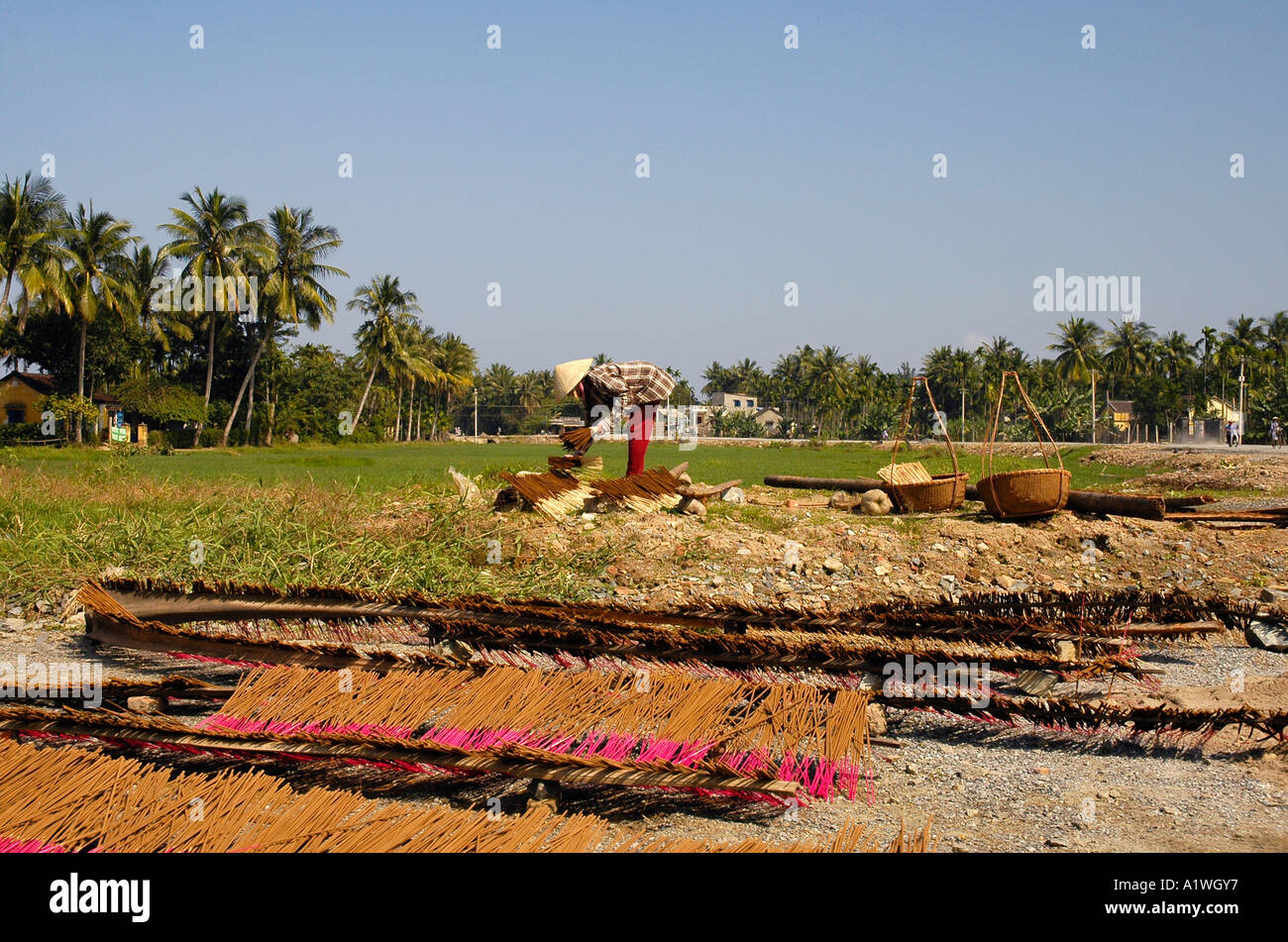 Indochina rice drying hi-res stock photography and images - Alamy