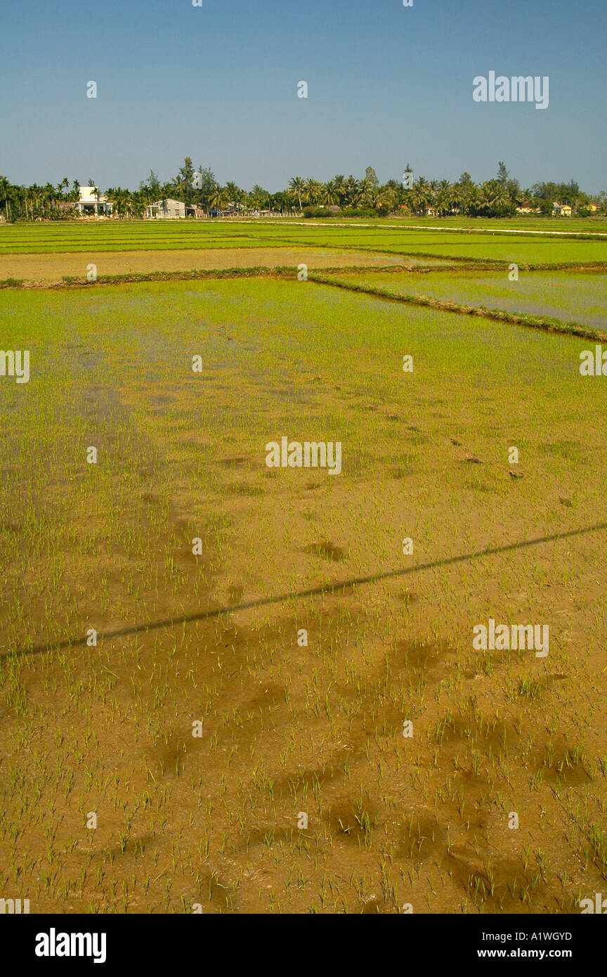 Rice fields with village close to Hoi An, Vietnam, Southeast Asia Stock ...