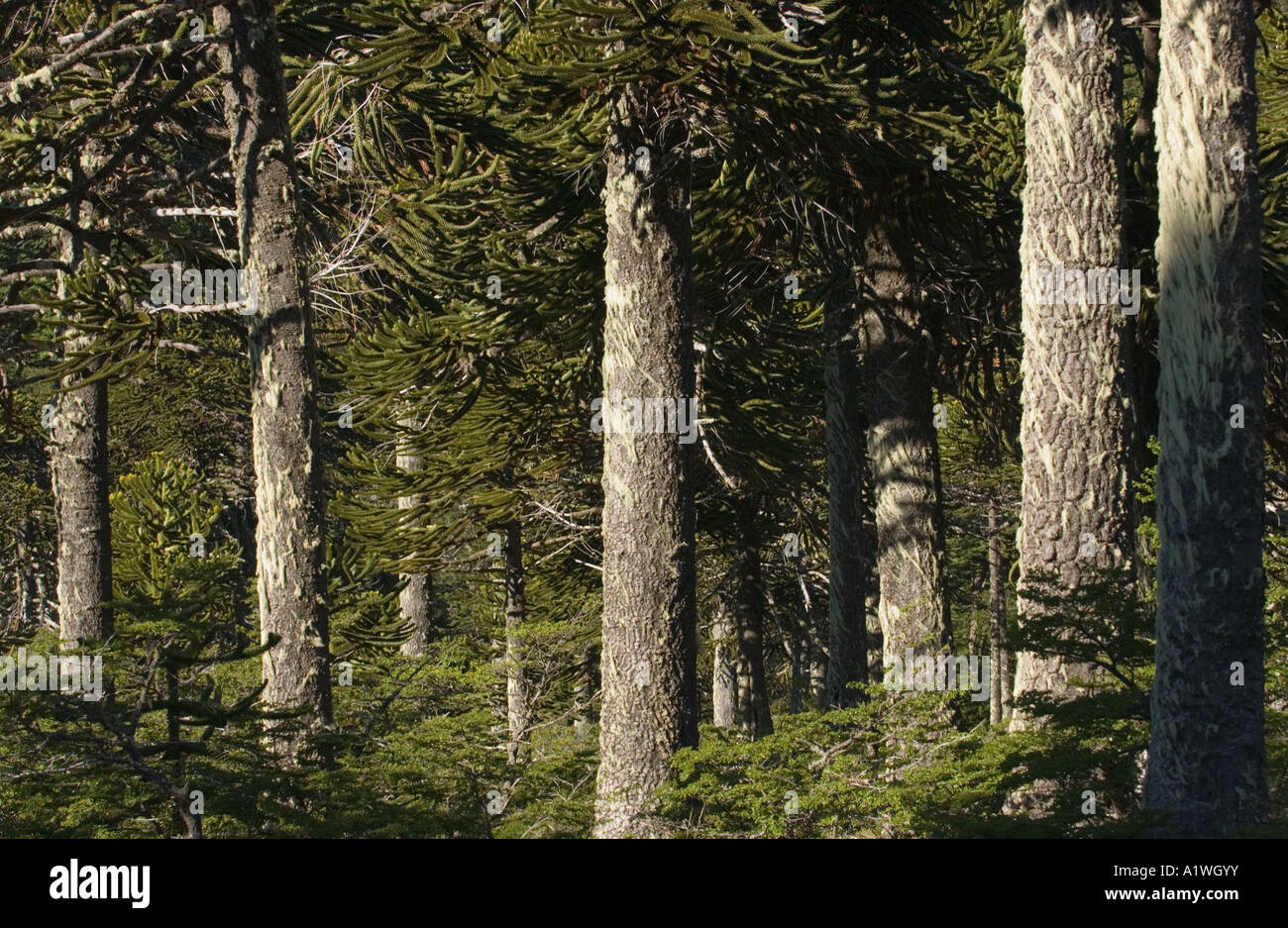 Monkey Puzzle trees (Araucaria araucana) trunks and branches ancient ...
