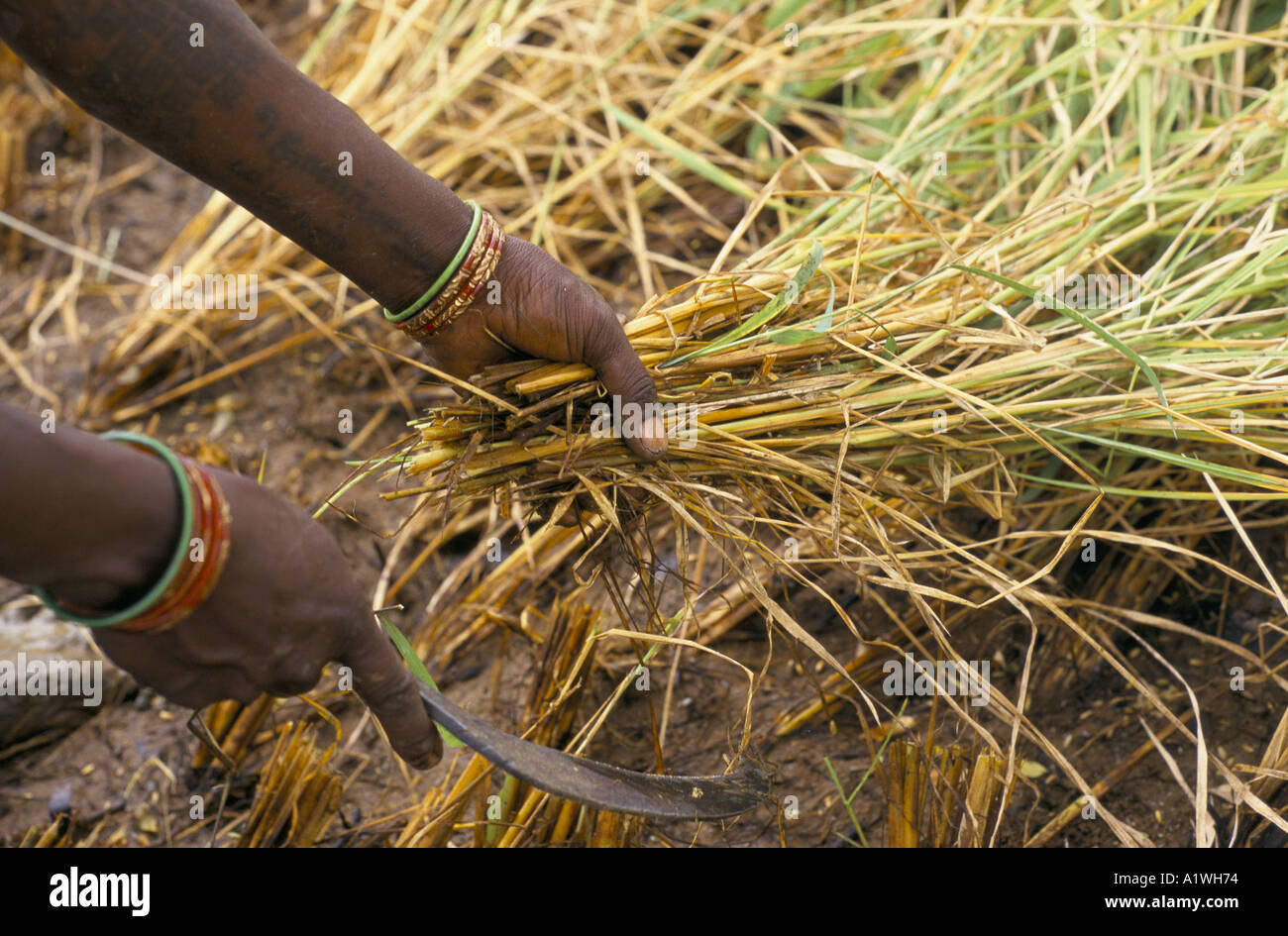 Farming scythe hi-res stock photography and images - Alamy