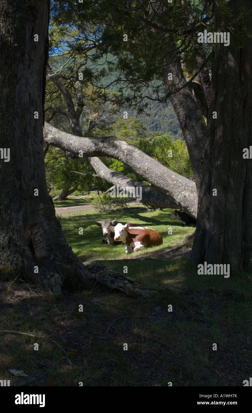 Cows resting in the shade of the trees in the heat of the day, Lanin ...