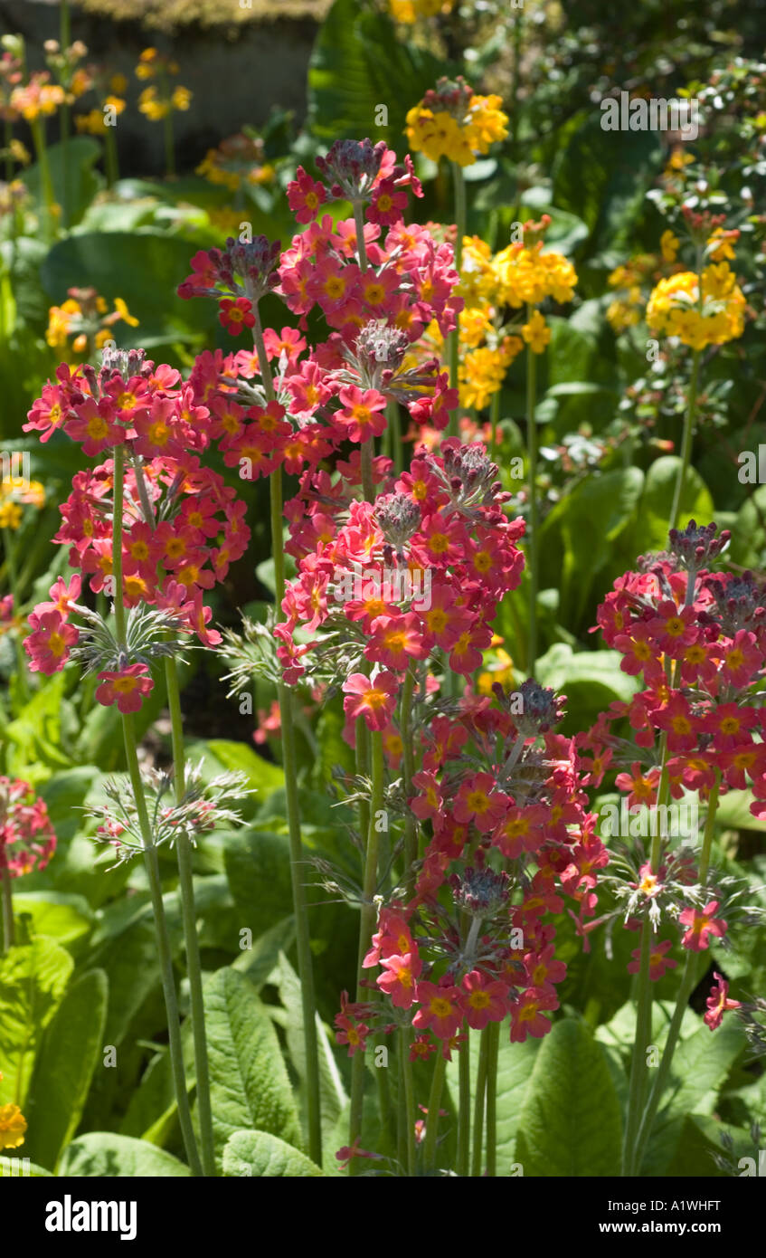 Garden Primrose (Primula sp.) Candelabra primulas Harlow Carr hybrid ...