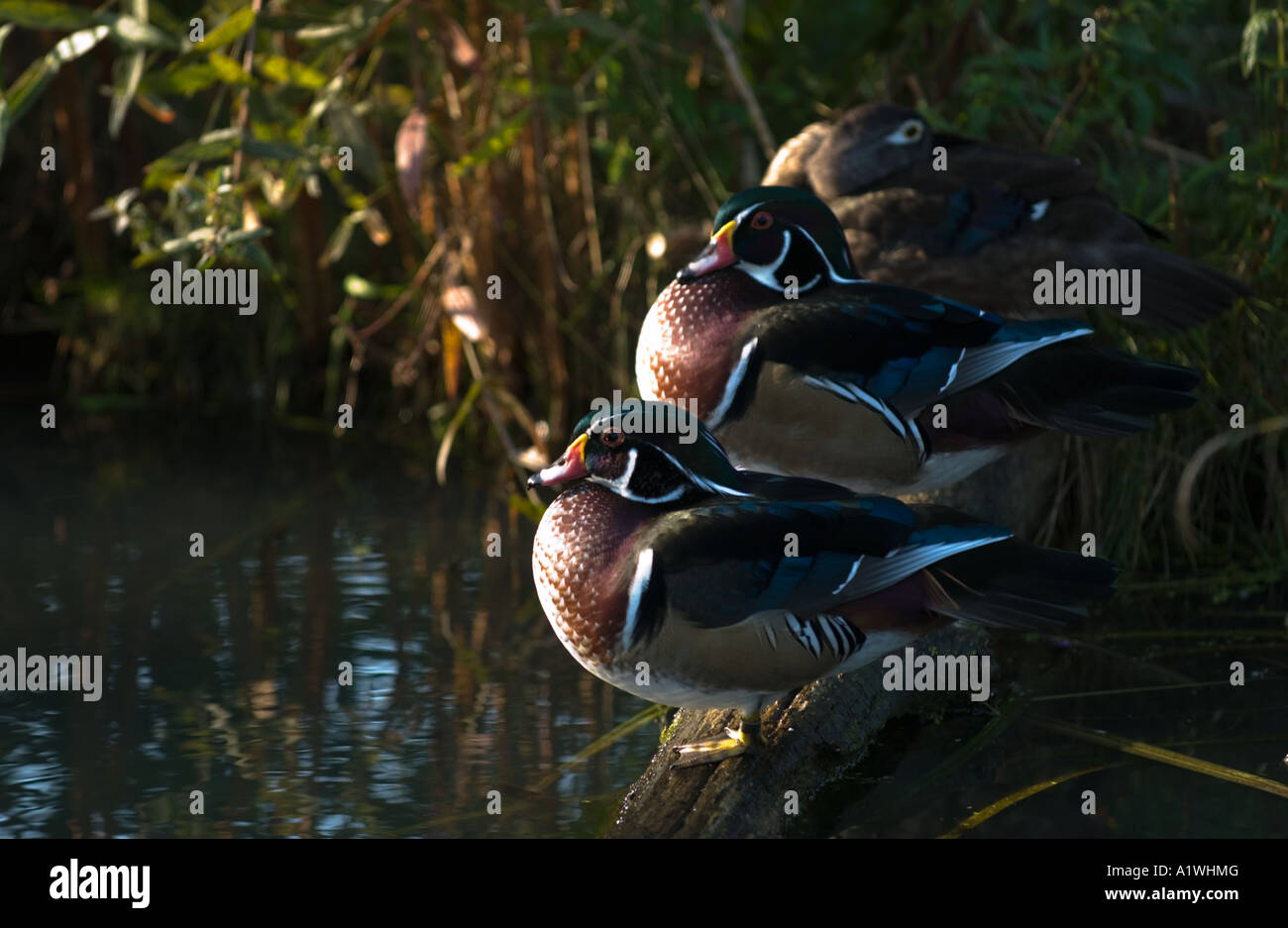 Aix sponsa duck ducks wildfowl hi-res stock photography and images - Alamy