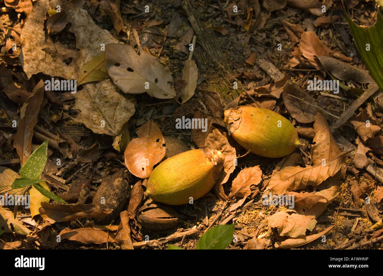 Macaw Palm (Acrocomia totai) fallen fruit, blue throated macaw (Ara ...