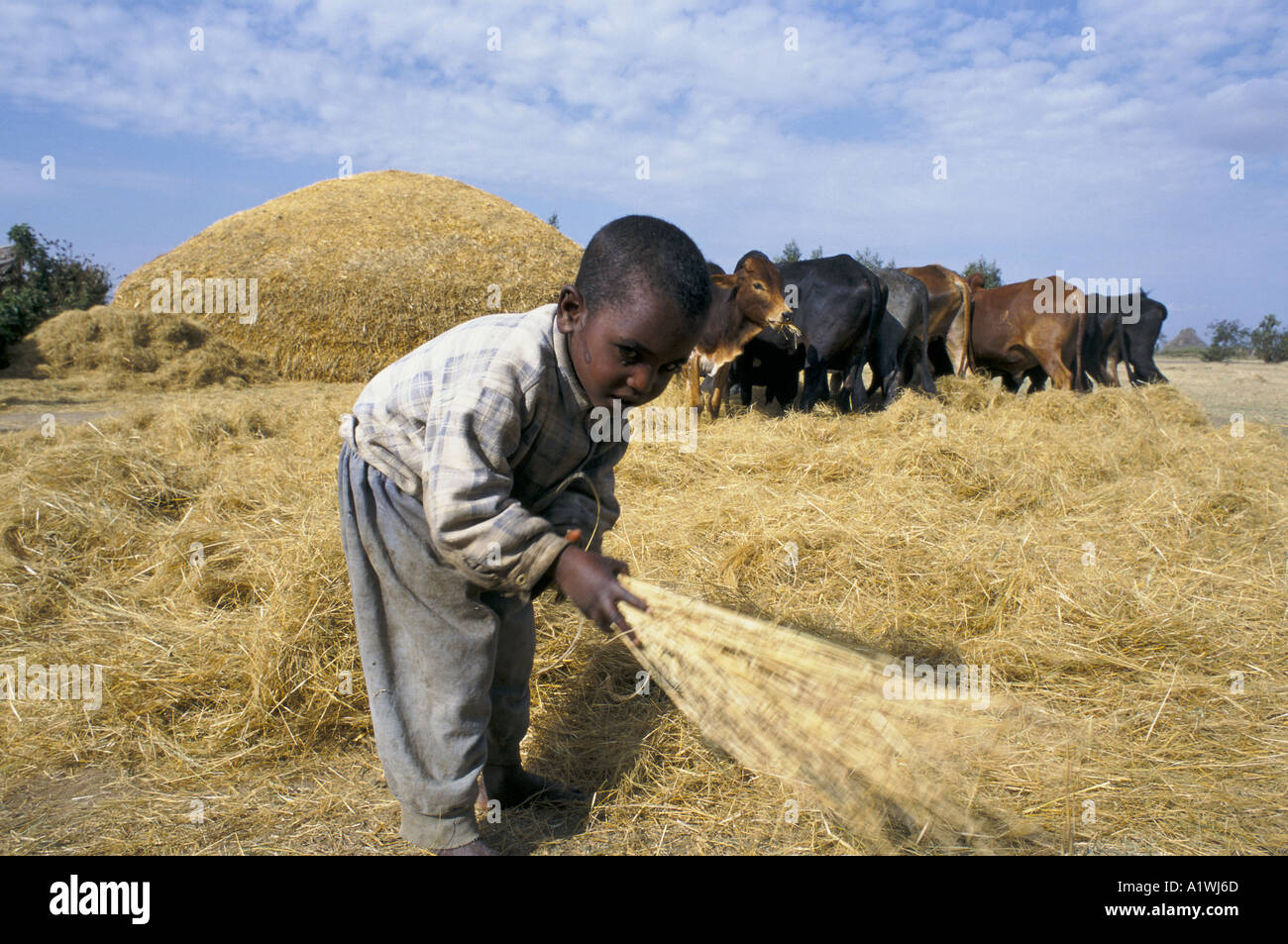Poor wheat harvest hi-res stock photography and images - Alamy
