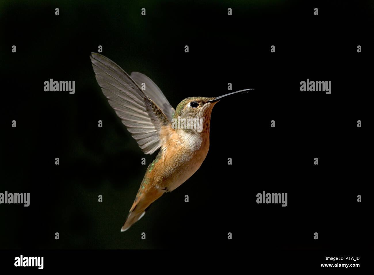 Female Rufous Hummingbird hovering in flight Stock Photo - Alamy