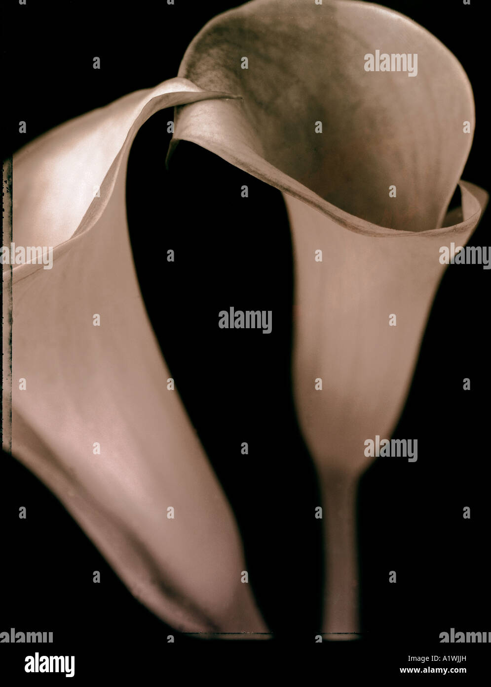 Two calla lily Stock Photo - Alamy