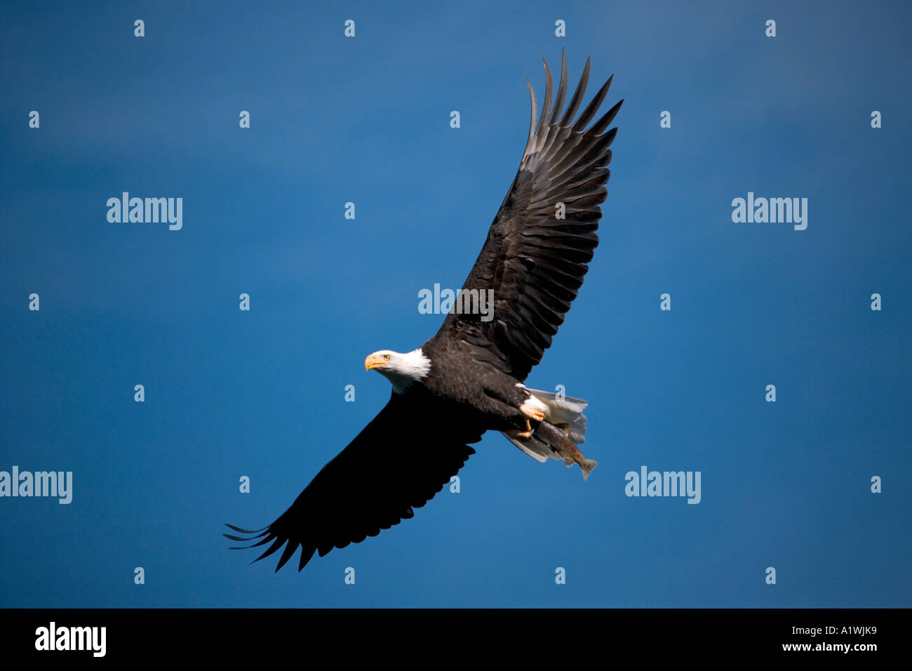 Eagle capturing prey hi-res stock photography and images - Alamy