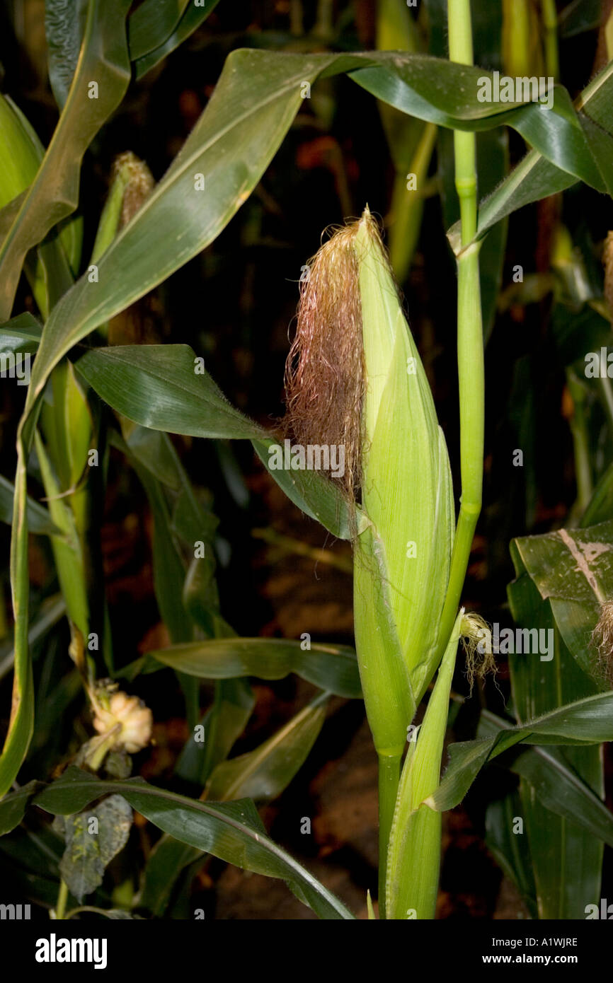 Ear of ripening corn on a stalk Stock Photo - Alamy