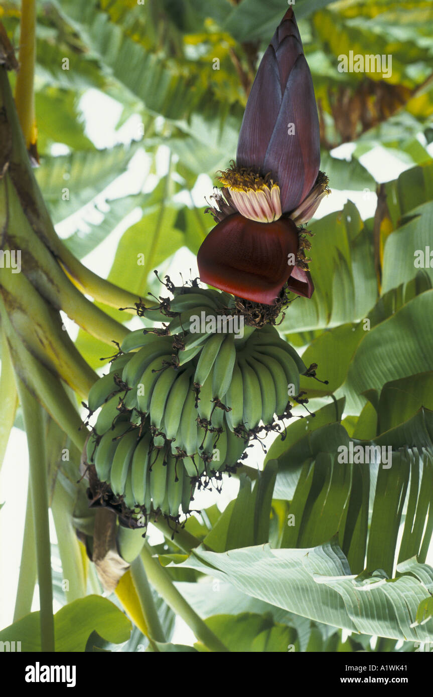 BANANAS GROWING RWANDA 1994 Stock Photo - Alamy