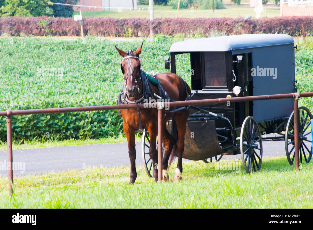 Amish horse and carriage parked at a railing with a farm in the ...