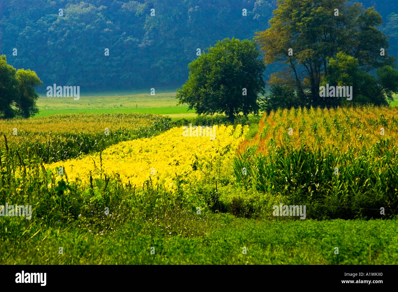 A Burley Tobacco planting sandwiched between two corn fields in Amish ...
