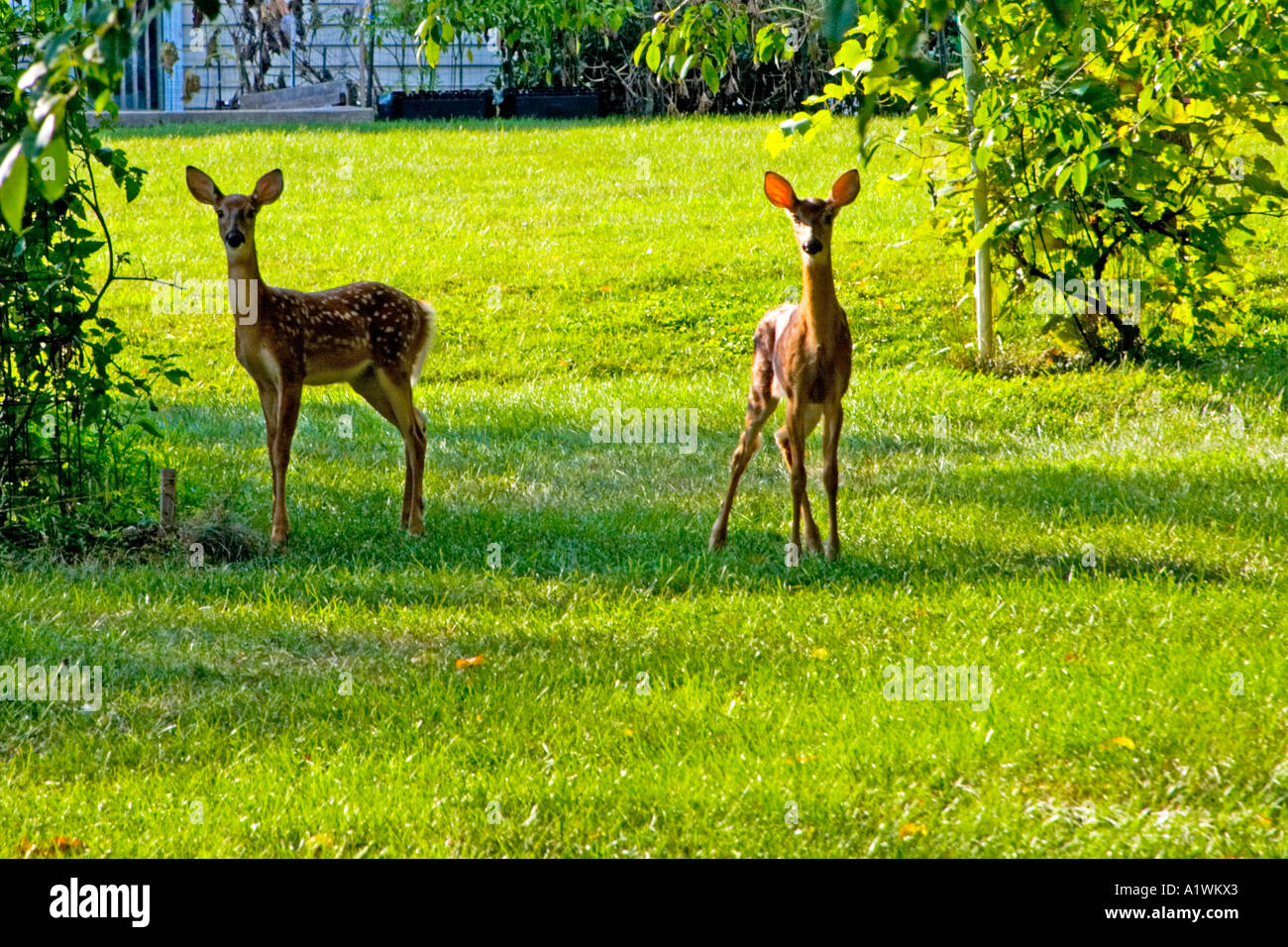 Deer garden plants hi-res stock photography and images - Alamy