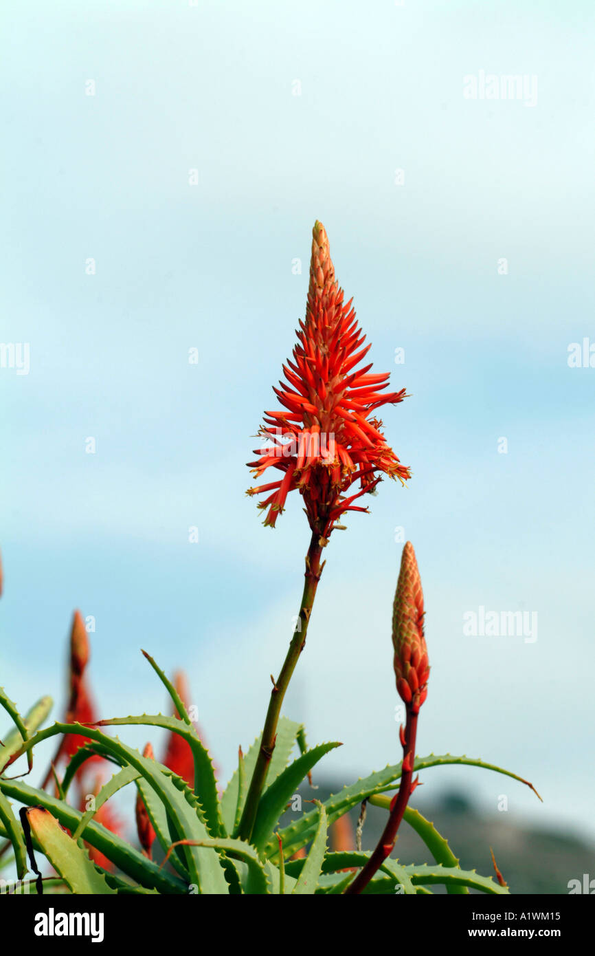 exotic red plant Stock Photo - Alamy