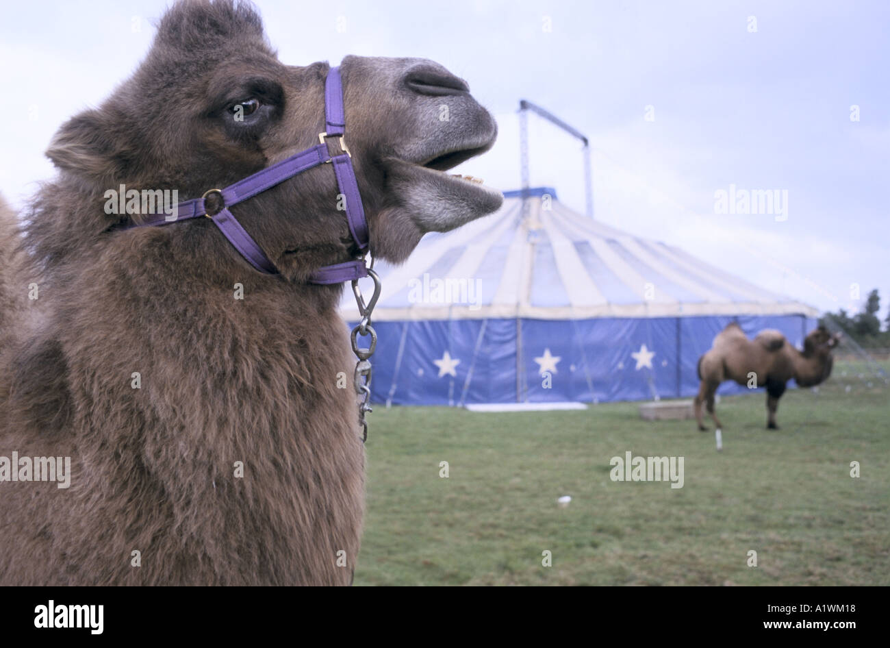 Circus camels hi-res stock photography and images - Alamy