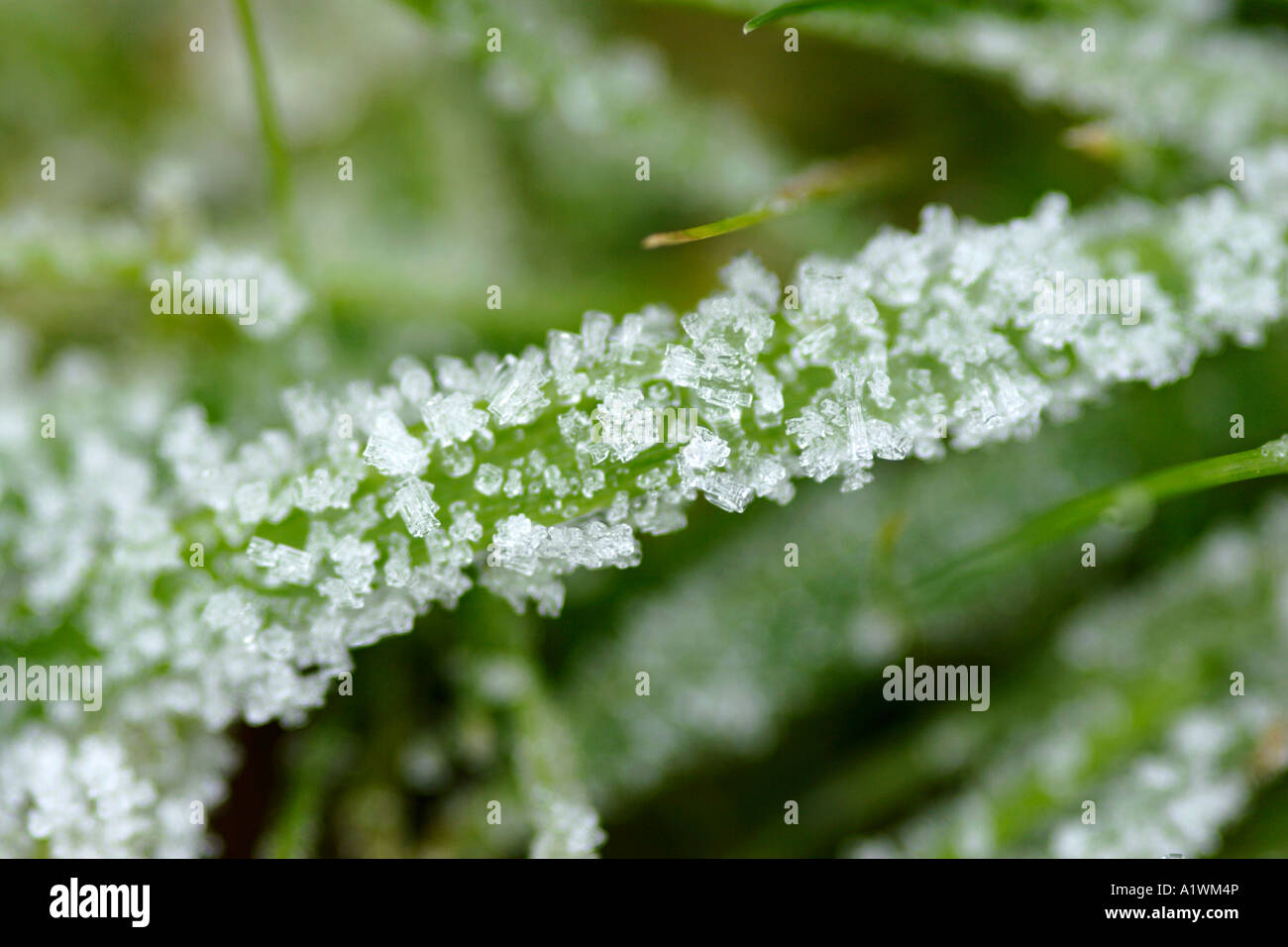 Blades of grass covered in ice crystals close up Stock Photo - Alamy