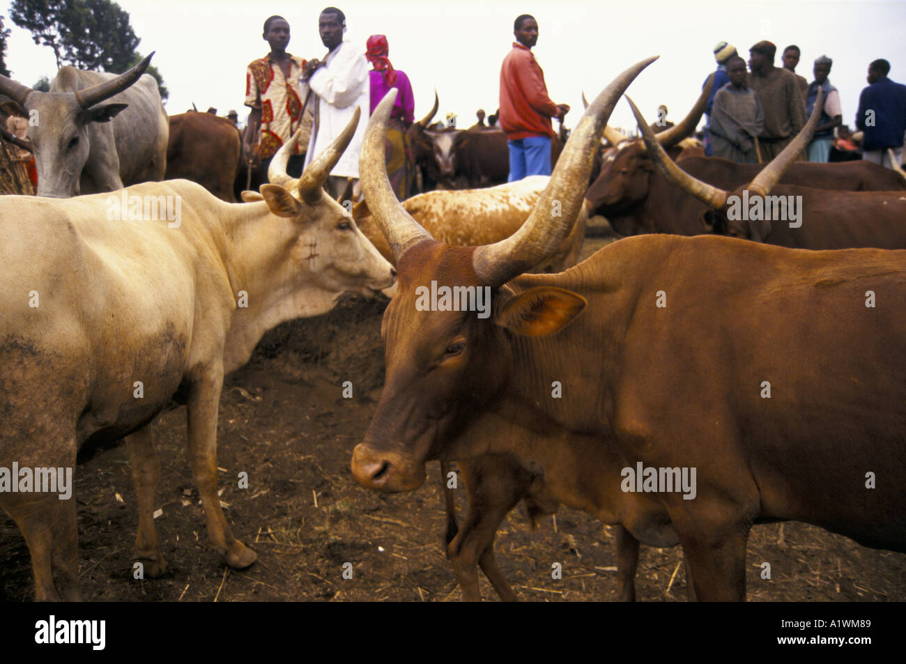 MEN AT CATTLE MARKET RWANDA Stock Photo - Alamy