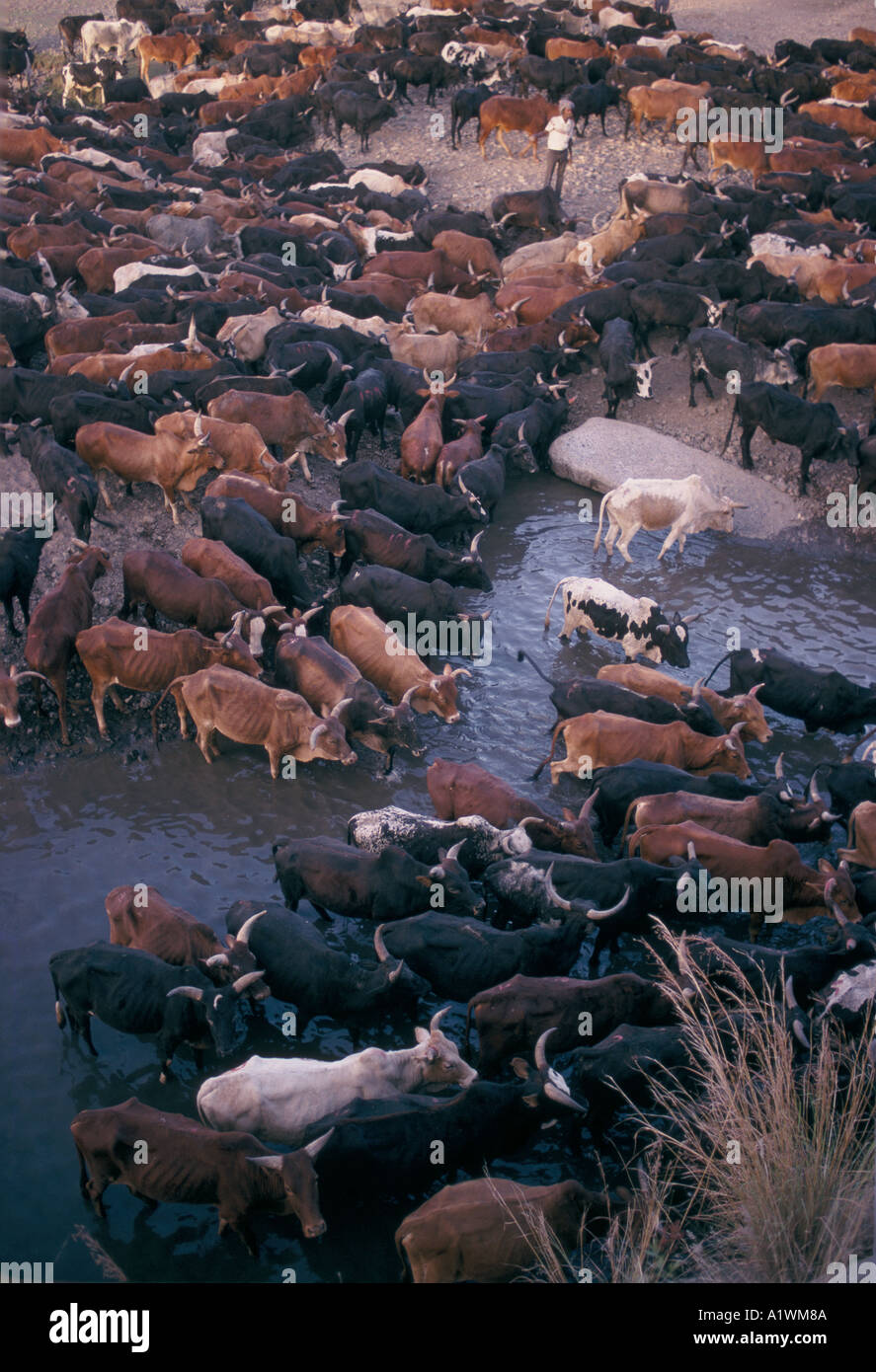 CATTLE BEING TAKEN TO MEAT PACKING PLANT ETHIOPIA Stock Photo - Alamy