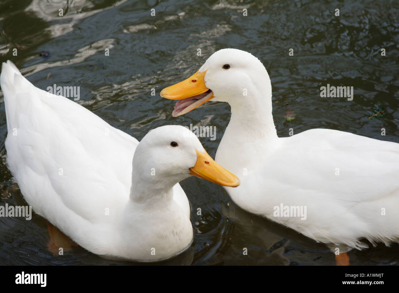 White Ducks In Water