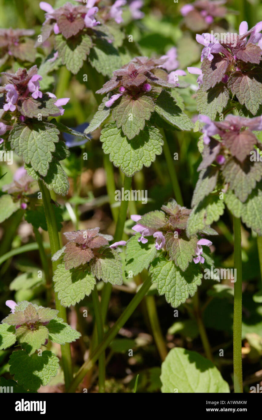 Red dead nettles hi-res stock photography and images - Alamy