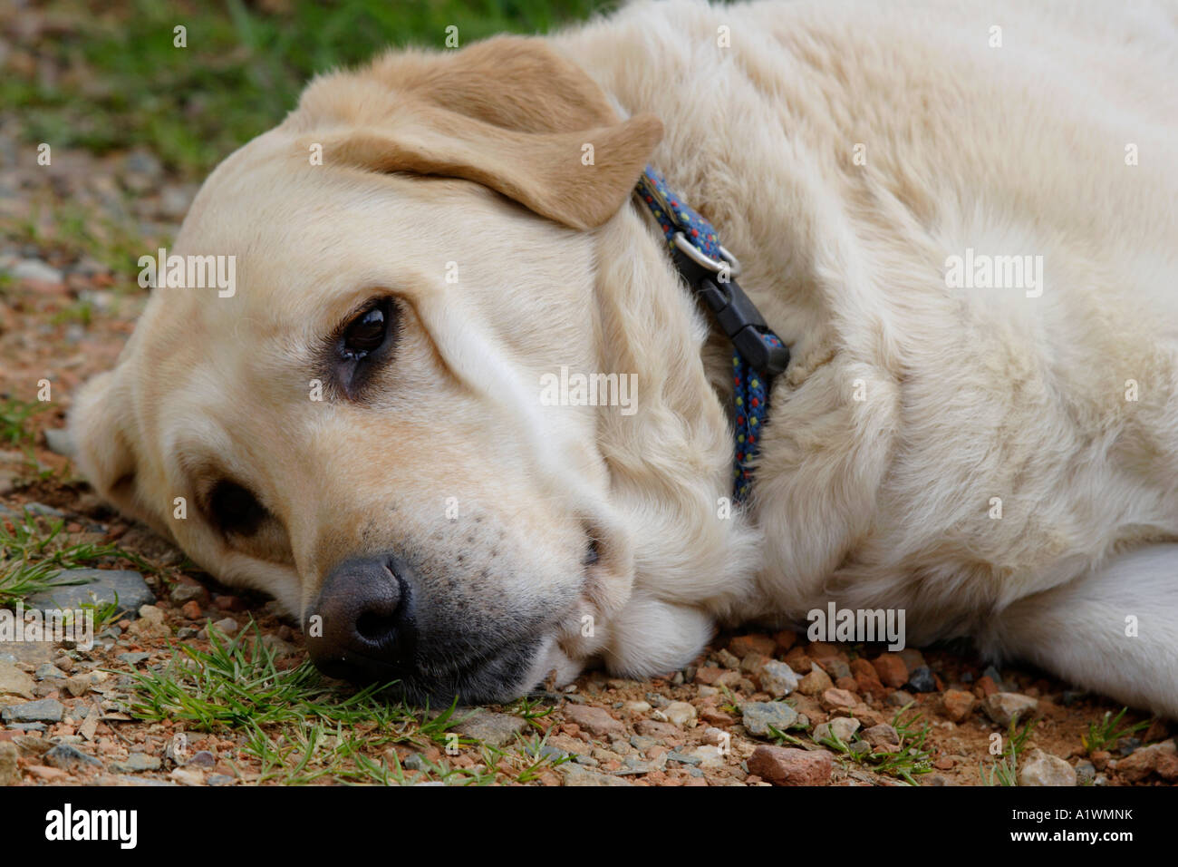 Golden Labrador lying down Stock Photo - Alamy