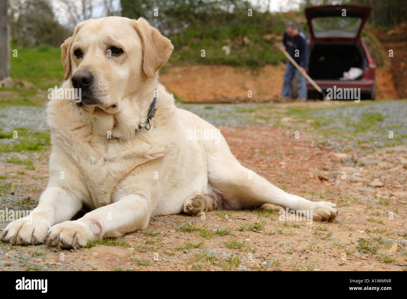 Golden Labrador lying down Stock Photo - Alamy
