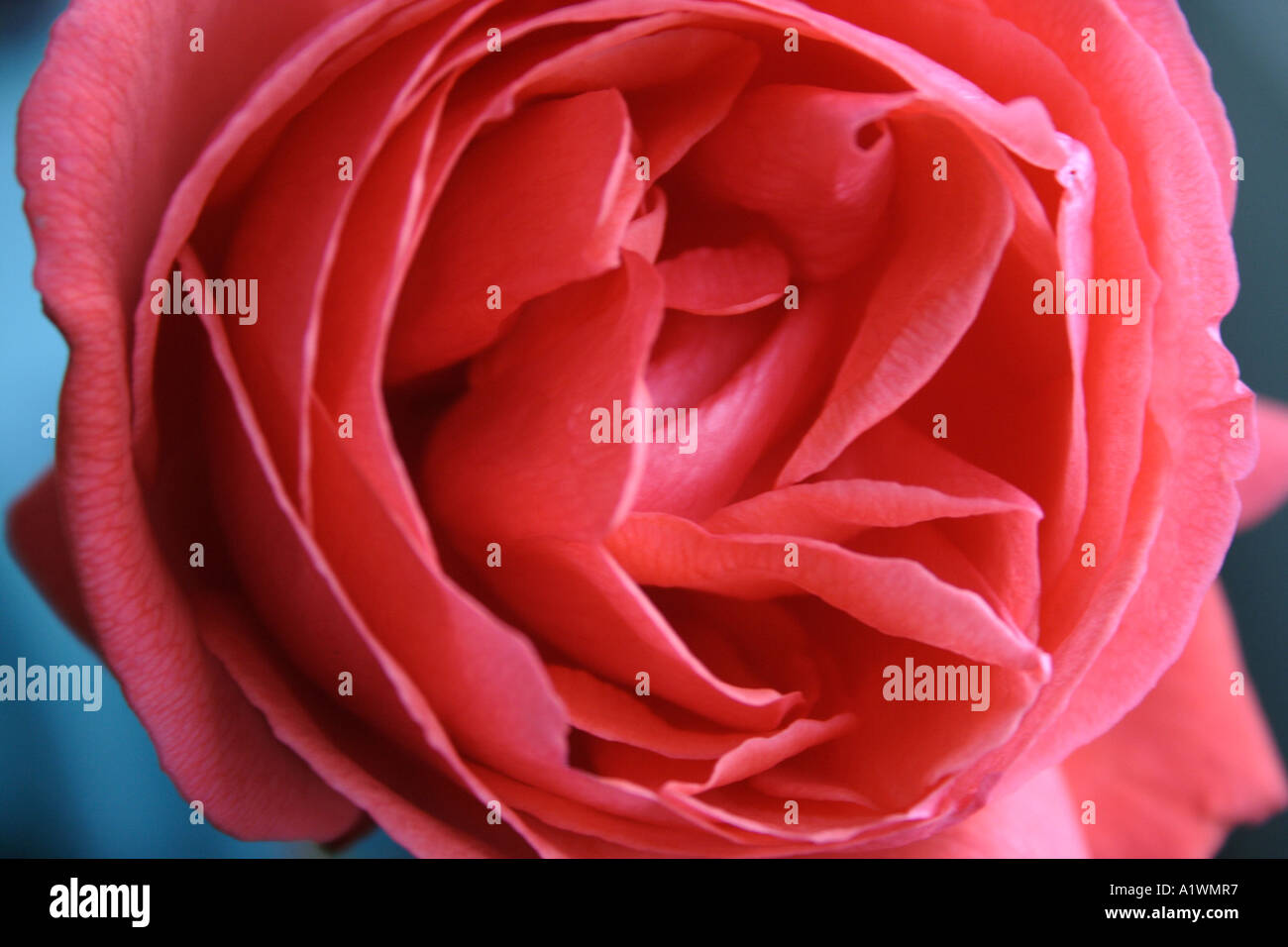 Full blown rose hi-res stock photography and images - Alamy