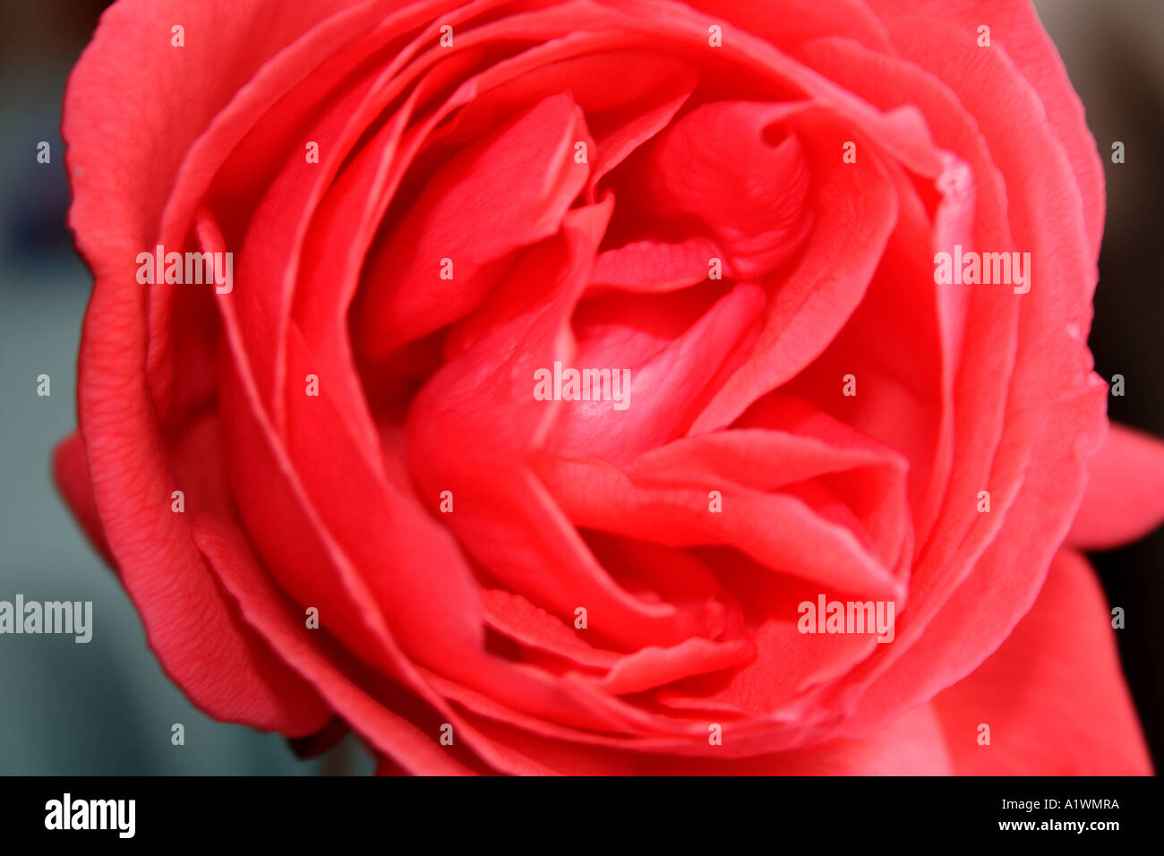Full blown rose hi-res stock photography and images - Alamy