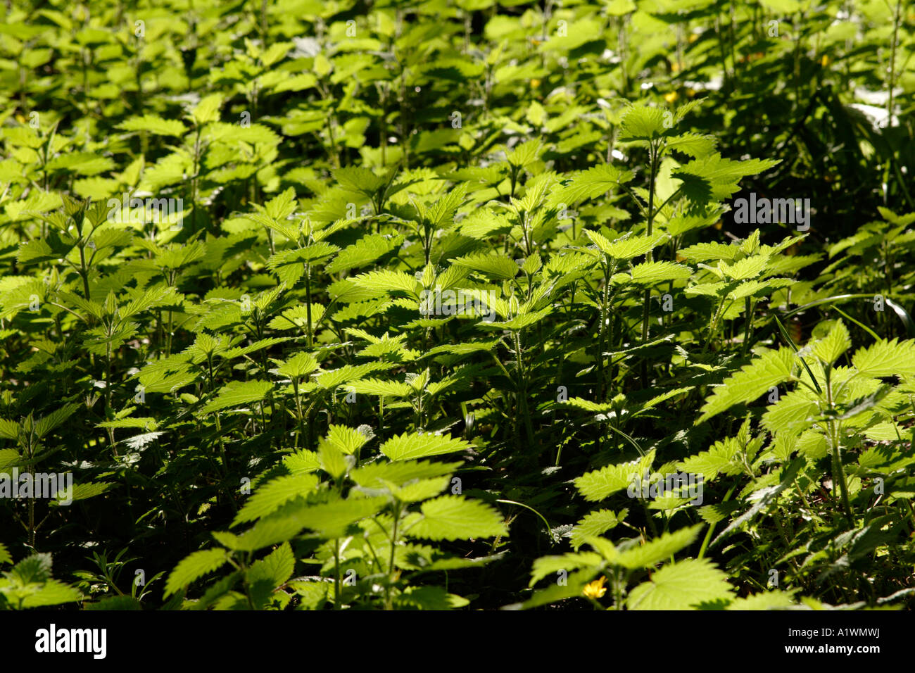 Common stinging nettles (Urtica dioica), England, UK Stock Photo - Alamy