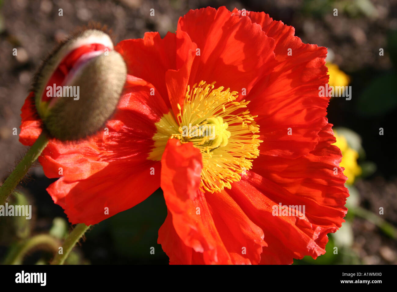 Blown flower hi-res stock photography and images - Alamy