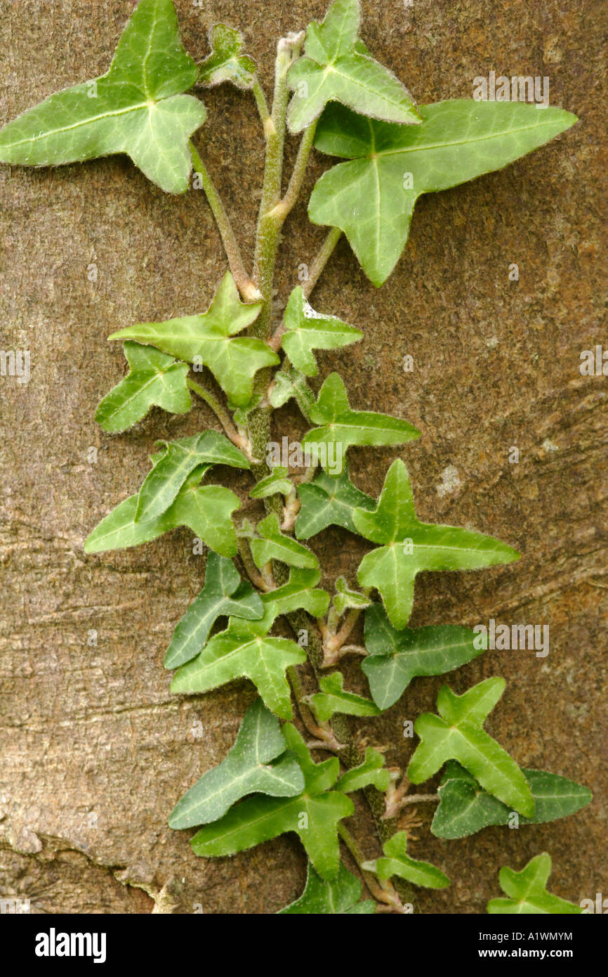 Ivy (Hedera helix) growing up tree trunk Stock Photo - Alamy