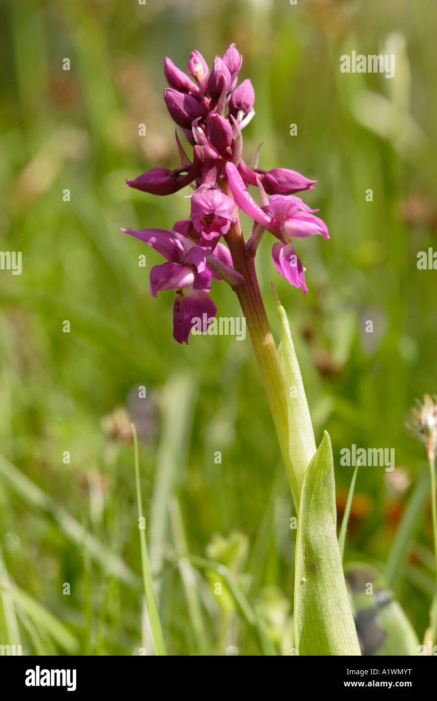 Early purple orchid (Orchis mascula), England, UK Stock Photo - Alamy