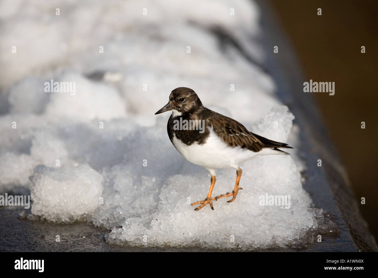 turnstone Arenaria interpres on ice newlyn harbour winter Stock Photo ...