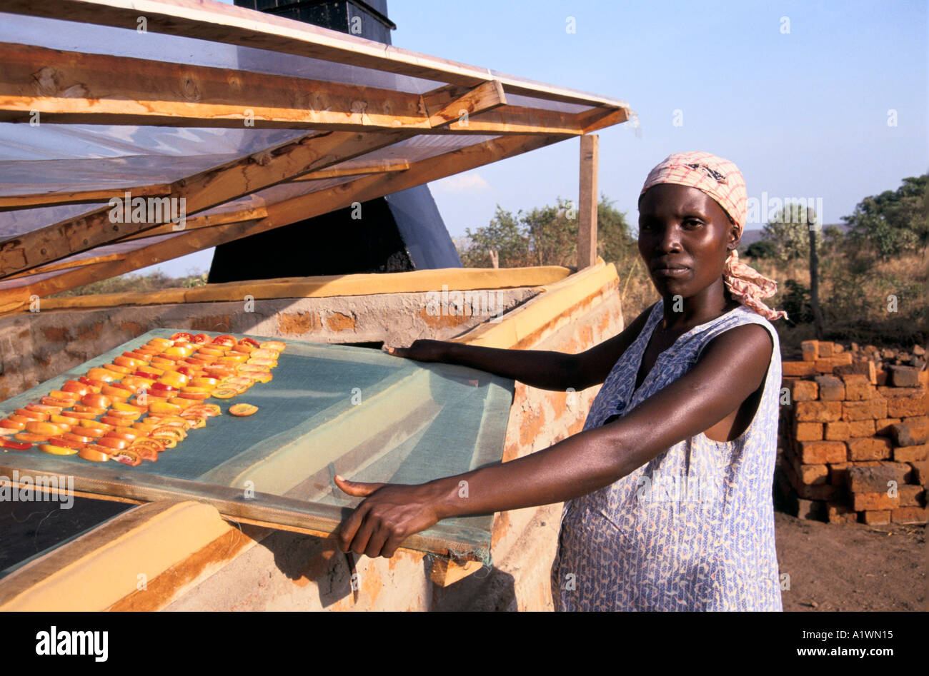 Woman drying tomatoes on solar dryer Uganda Stock Photo - Alamy
