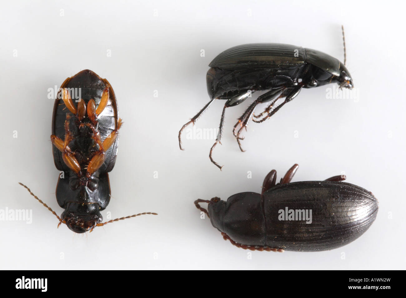 Selection on dead beetles close up England UK Stock Photo - Alamy